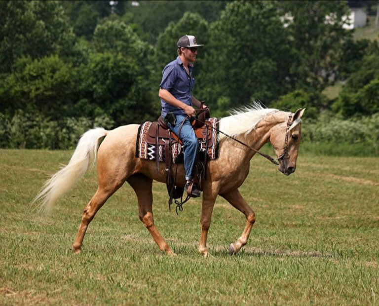Tennessee Walking & Plantation Horse Rides in Florida at Happy Trails ...